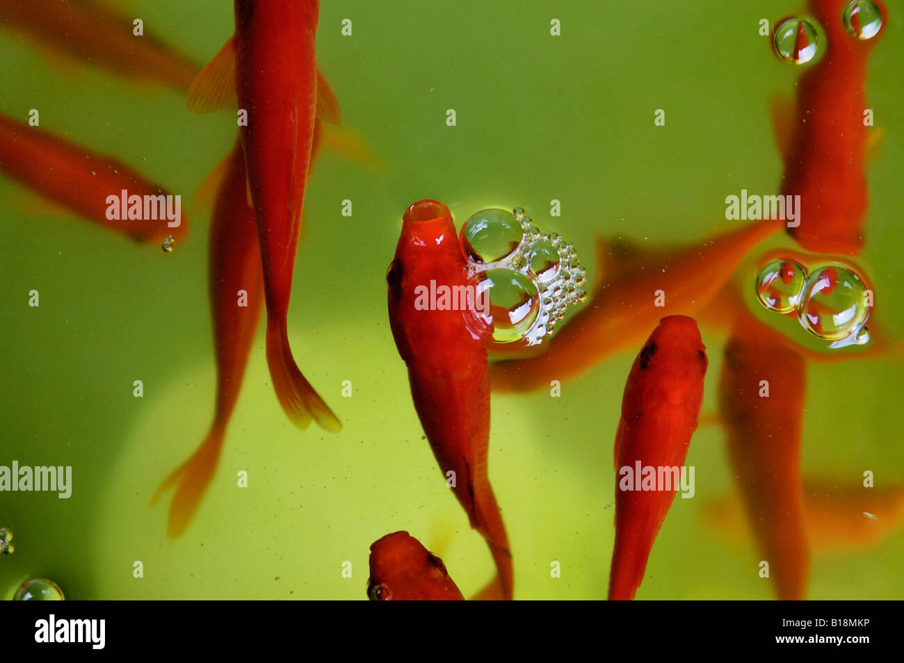 goldfish for sale Kyoto Japan Stock Photo - Alamy