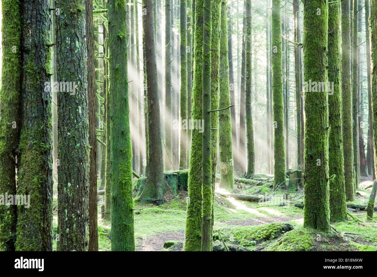 Sunrays shining through trees at golden ears provincial park in maple ...