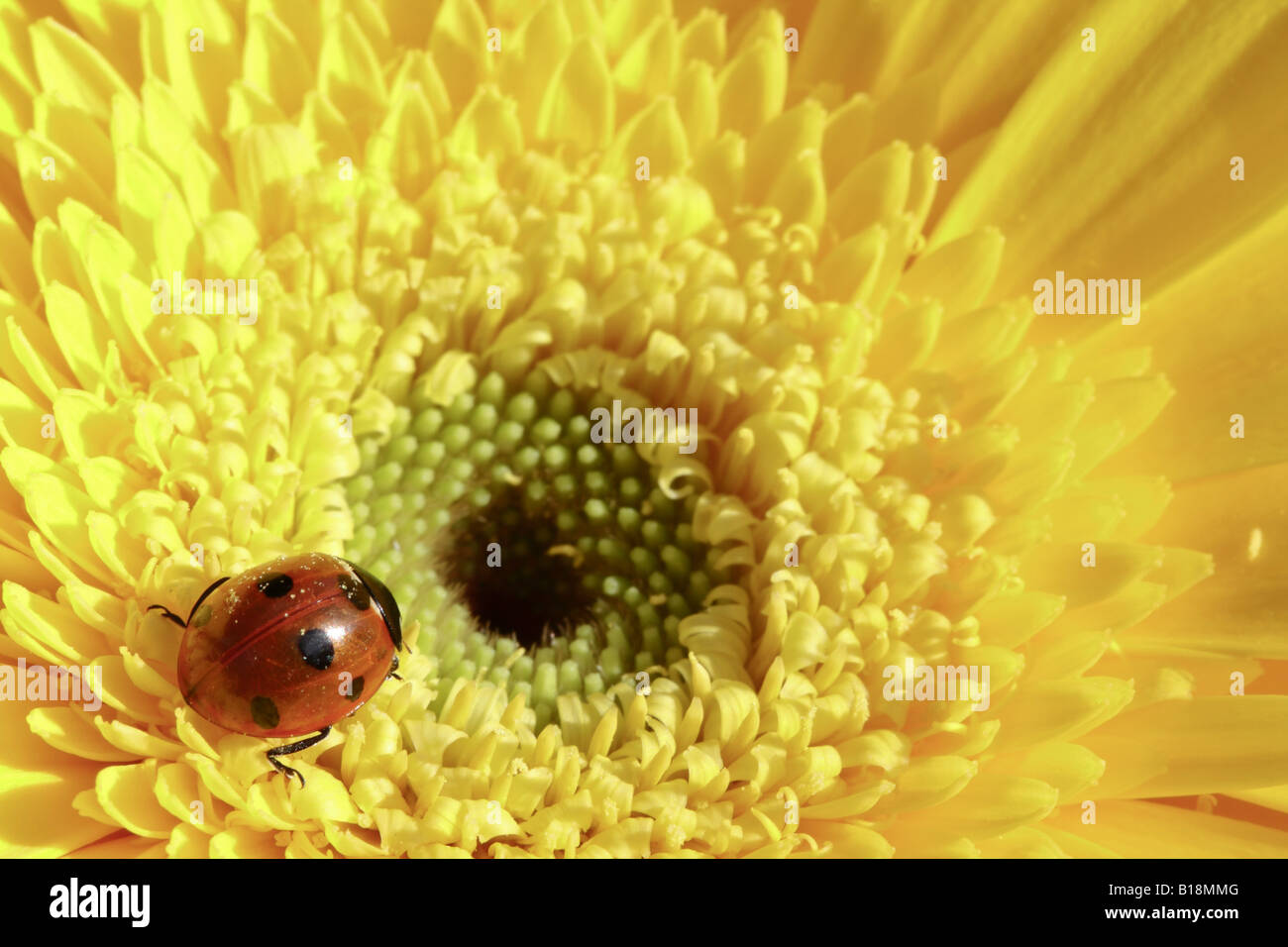 Lady bug walking on yellow gerber daisy flower Stock Photo - Alamy