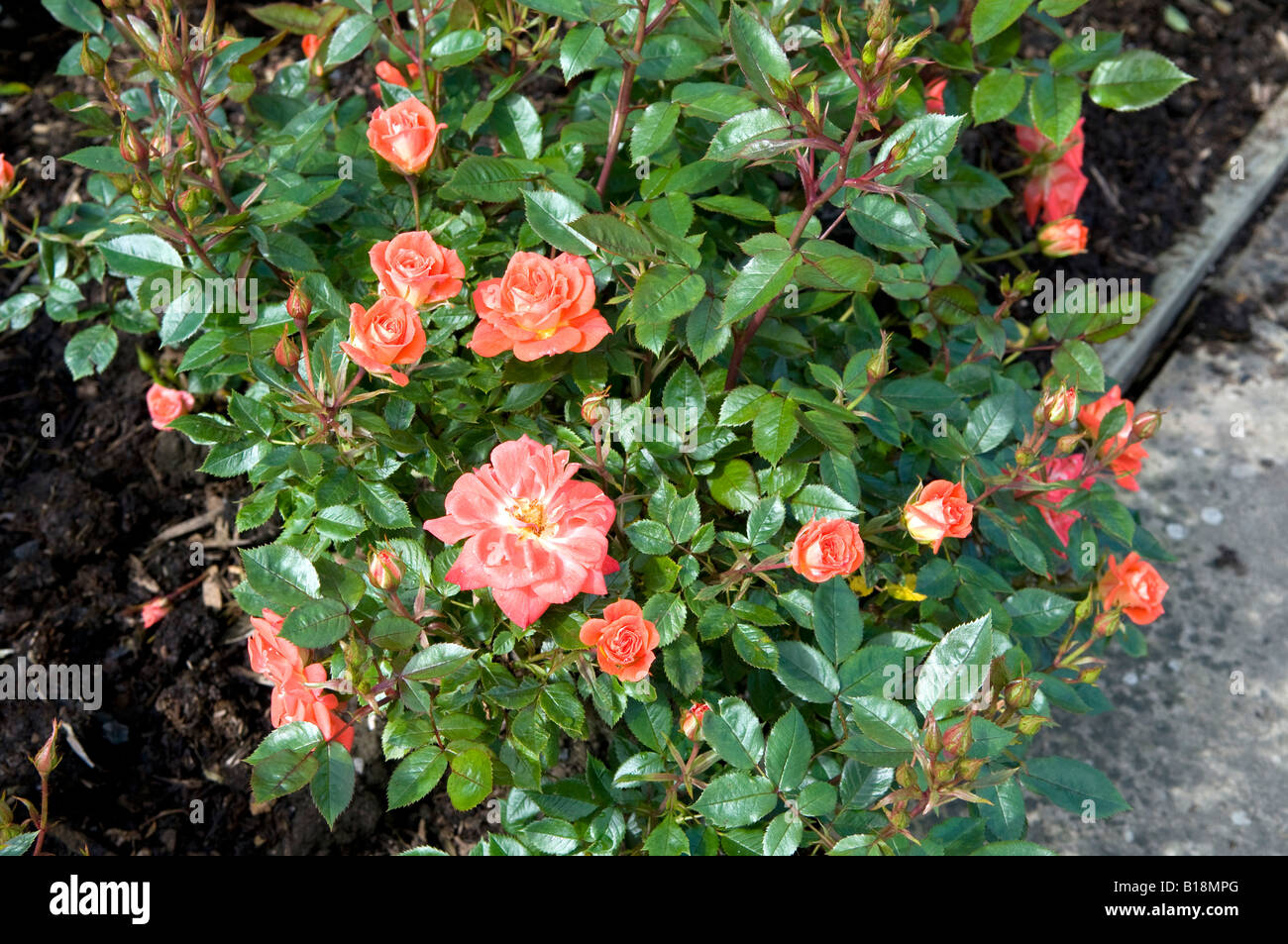 Rosa `Sunseeker Dicracer` Stock Photo - Alamy