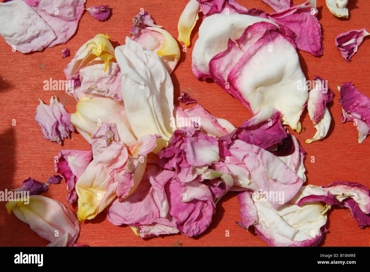 Dead flower petals on floor hi-res stock photography and images - Alamy