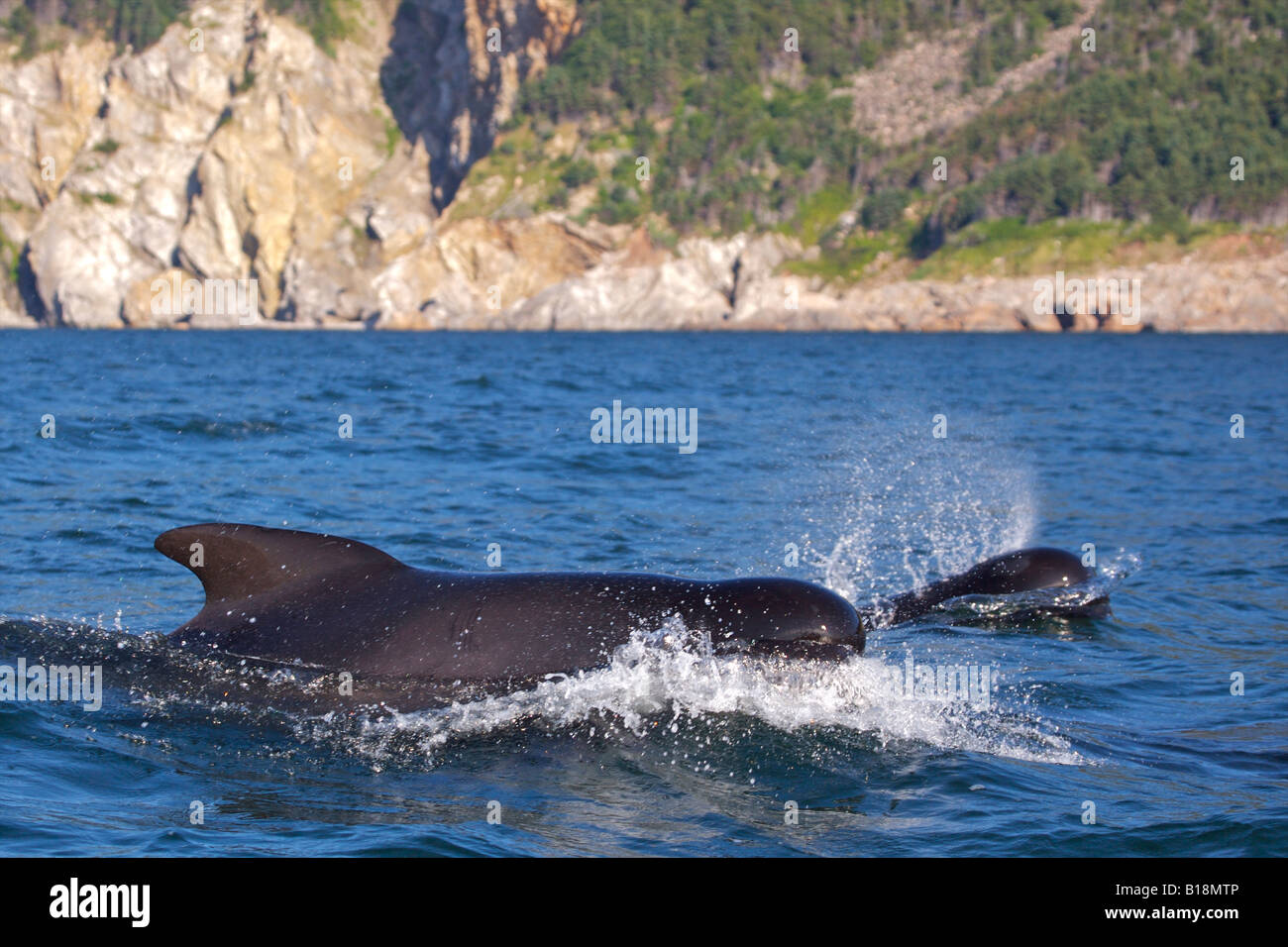 Long finned pilot whales canada hi-res stock photography and images - Alamy