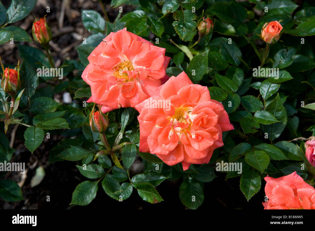 Rosa `Sunseeker Dicracer` Stock Photo - Alamy
