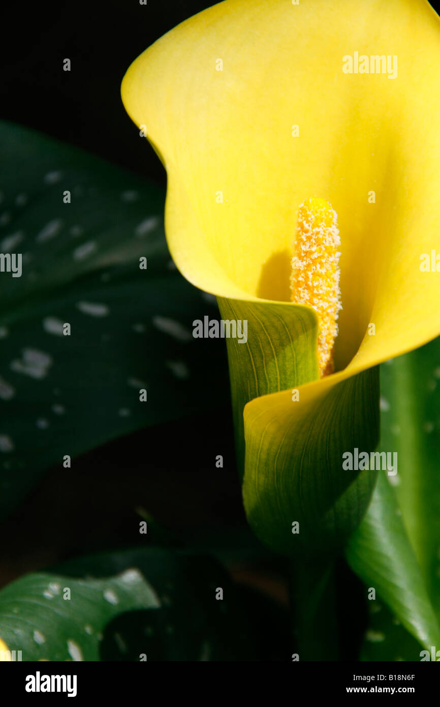 yellow Calla Lily Mini flower in garden Stock Photo - Alamy