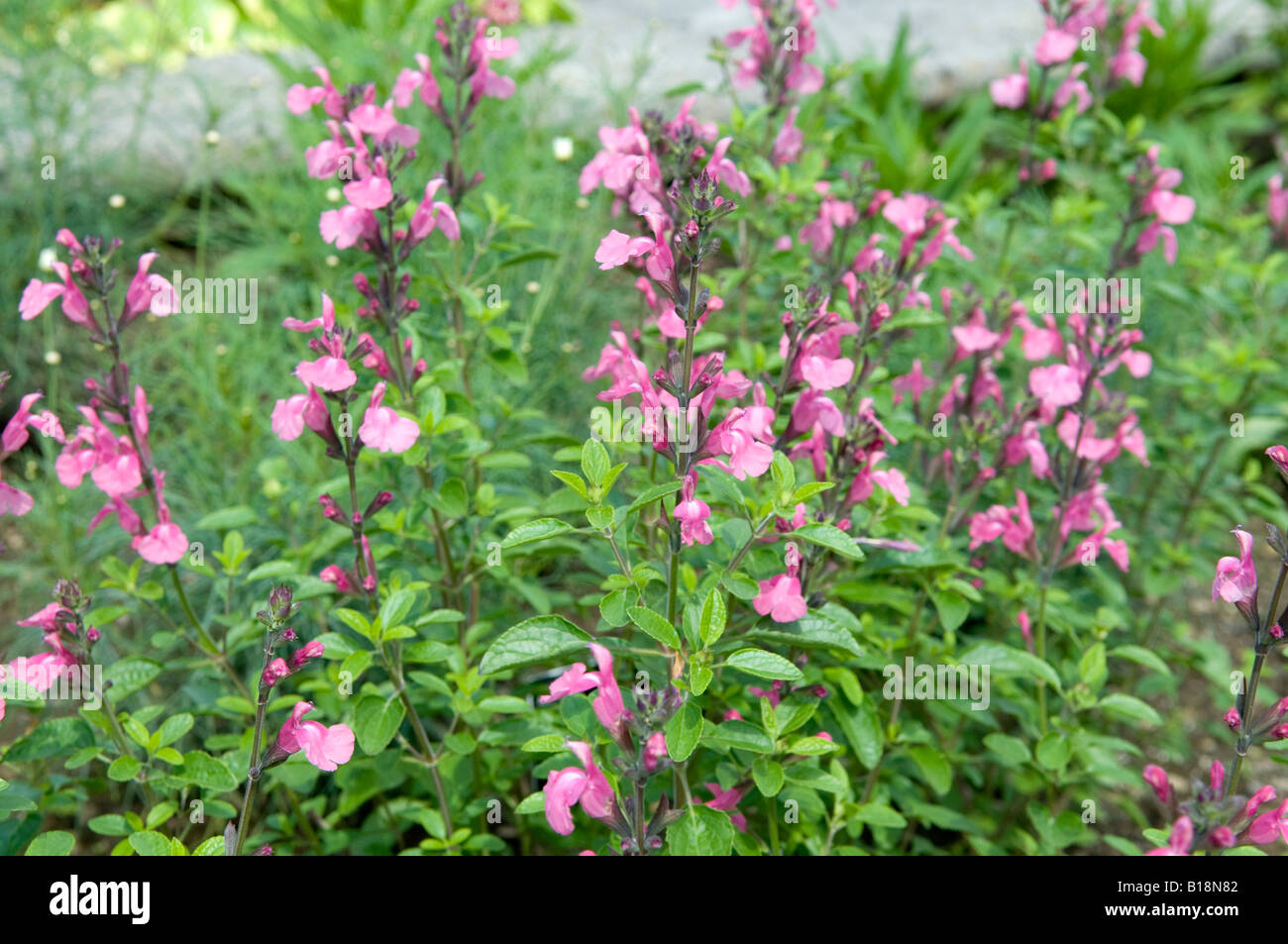 Salvia X Jamensis Stock Photos & Salvia X Jamensis Stock Images - Alamy