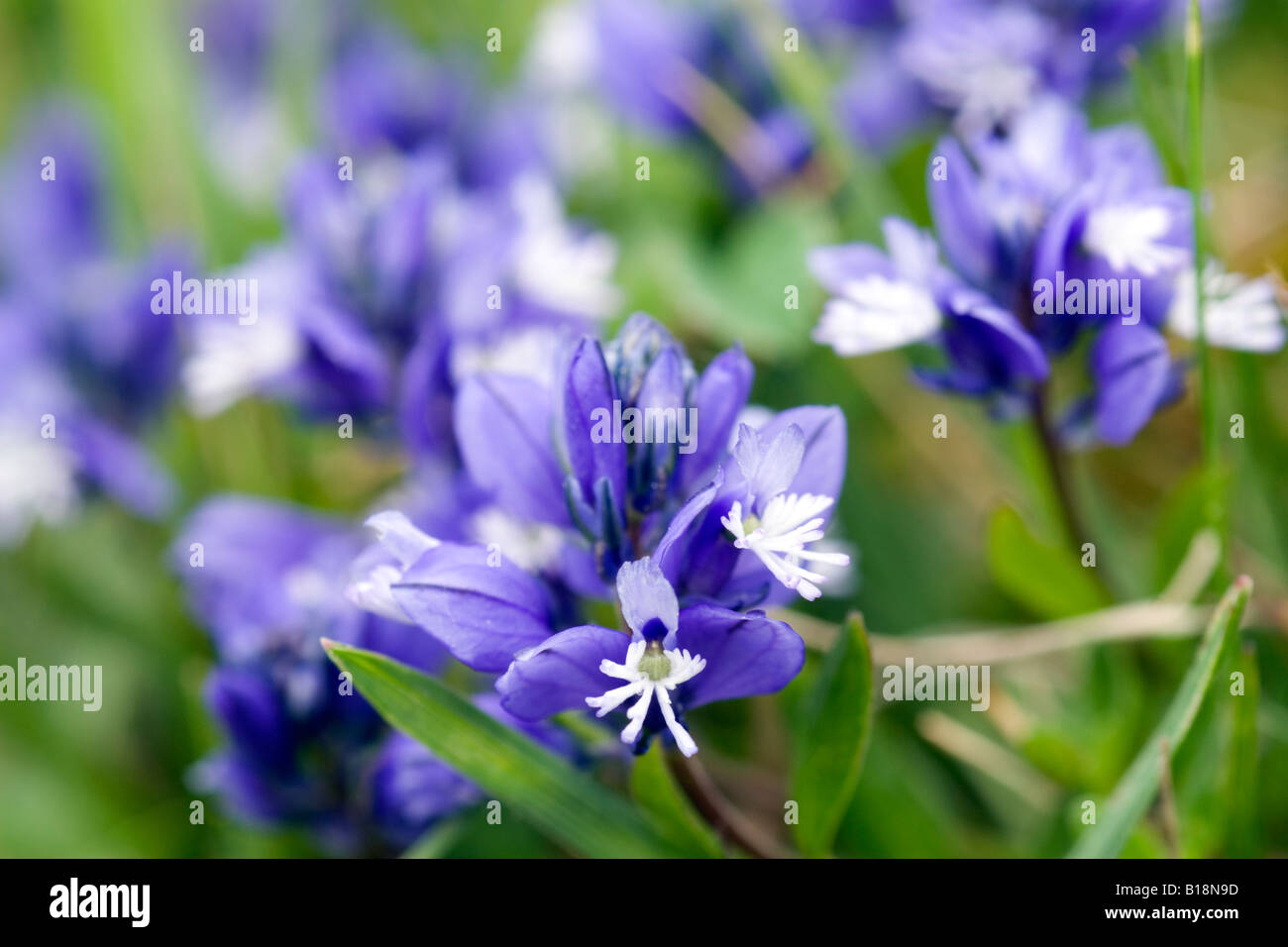Blue chalk milkwort hi-res stock photography and images - Alamy