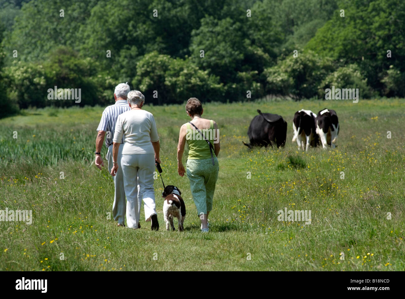 Chilbolton Cow Common Hampshire countryside England UK Stock Photo - Alamy