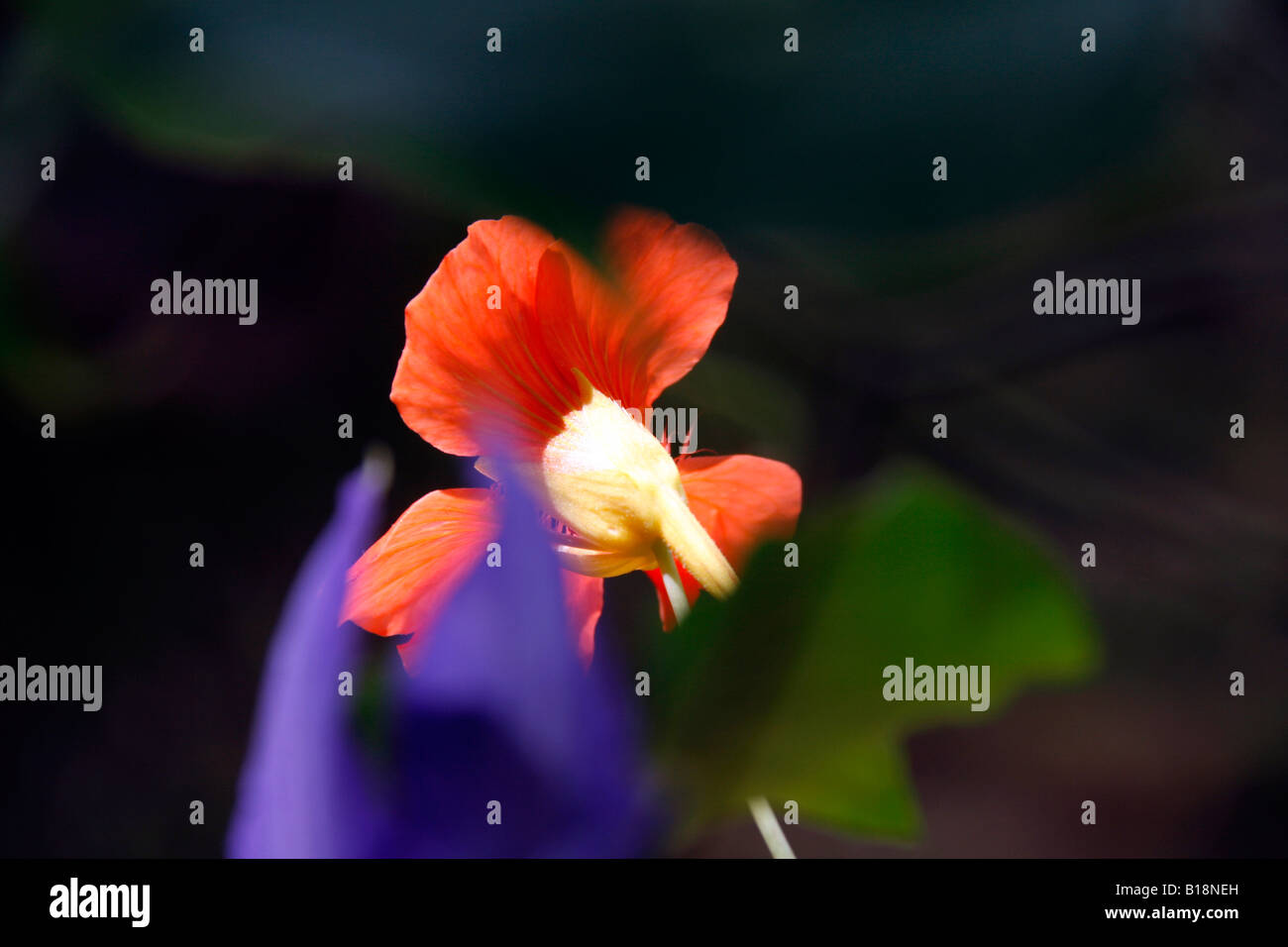one single moody flower in dark garden Stock Photo - Alamy