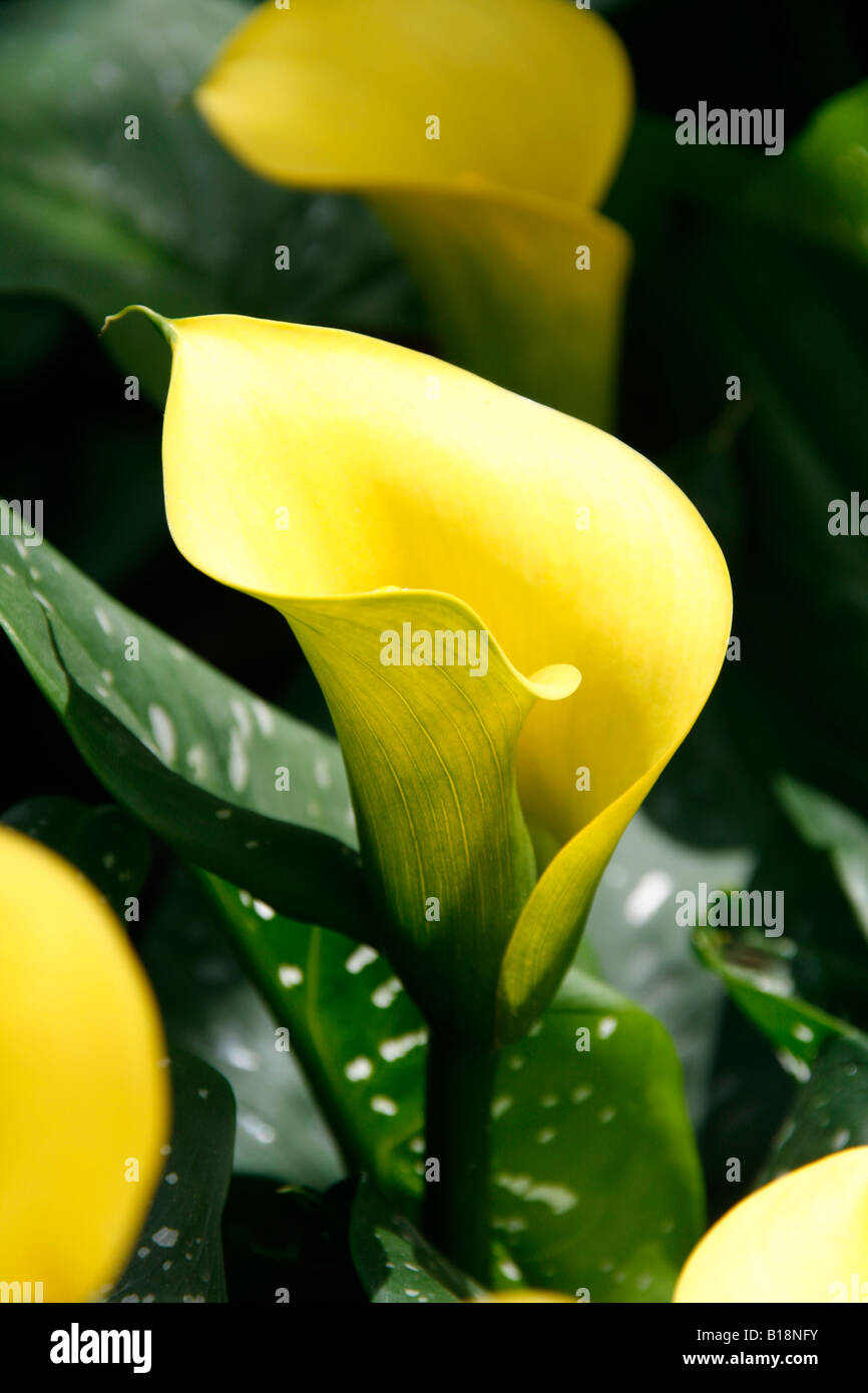 yellow Calla Lily Mini flower in garden Stock Photo - Alamy