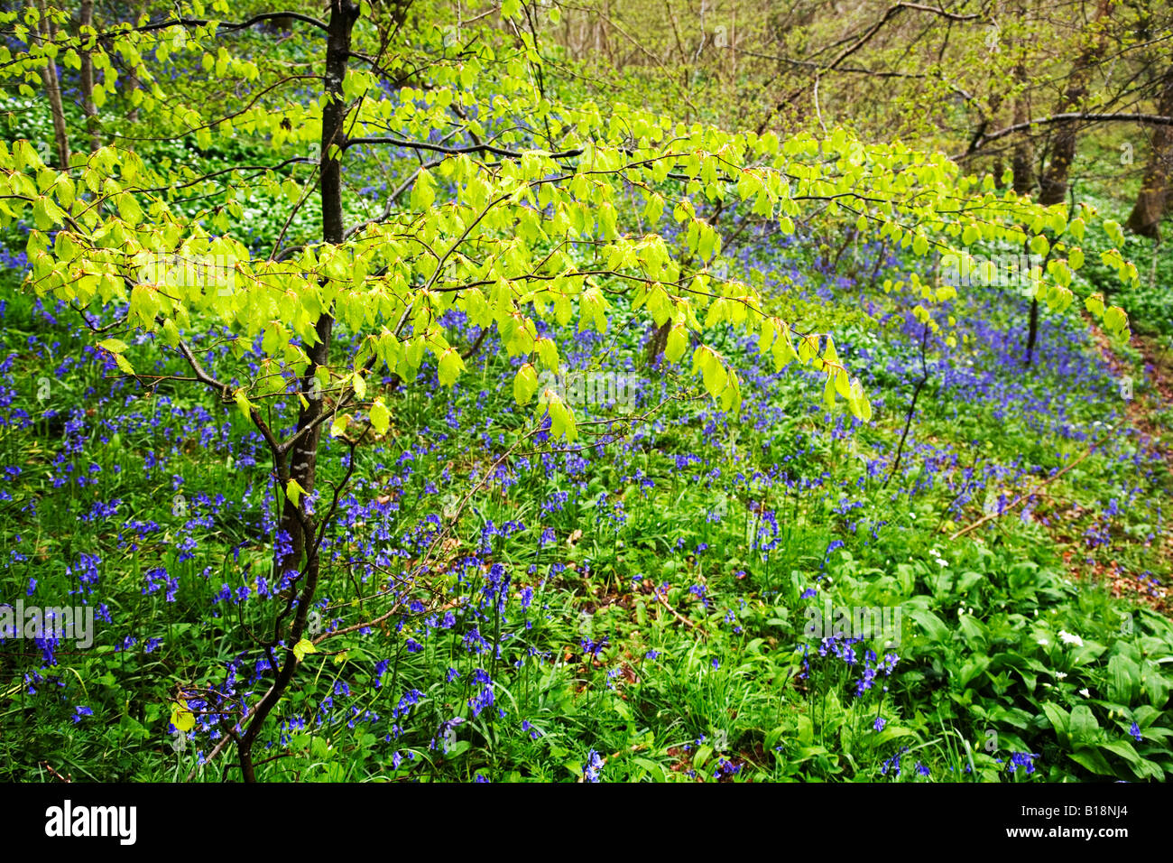 Nettlecombe dorset hi-res stock photography and images - Alamy