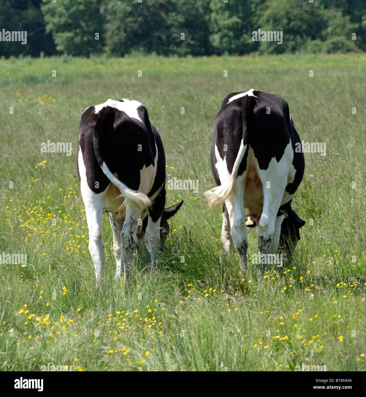 Cows rear hi-res stock photography and images - Alamy