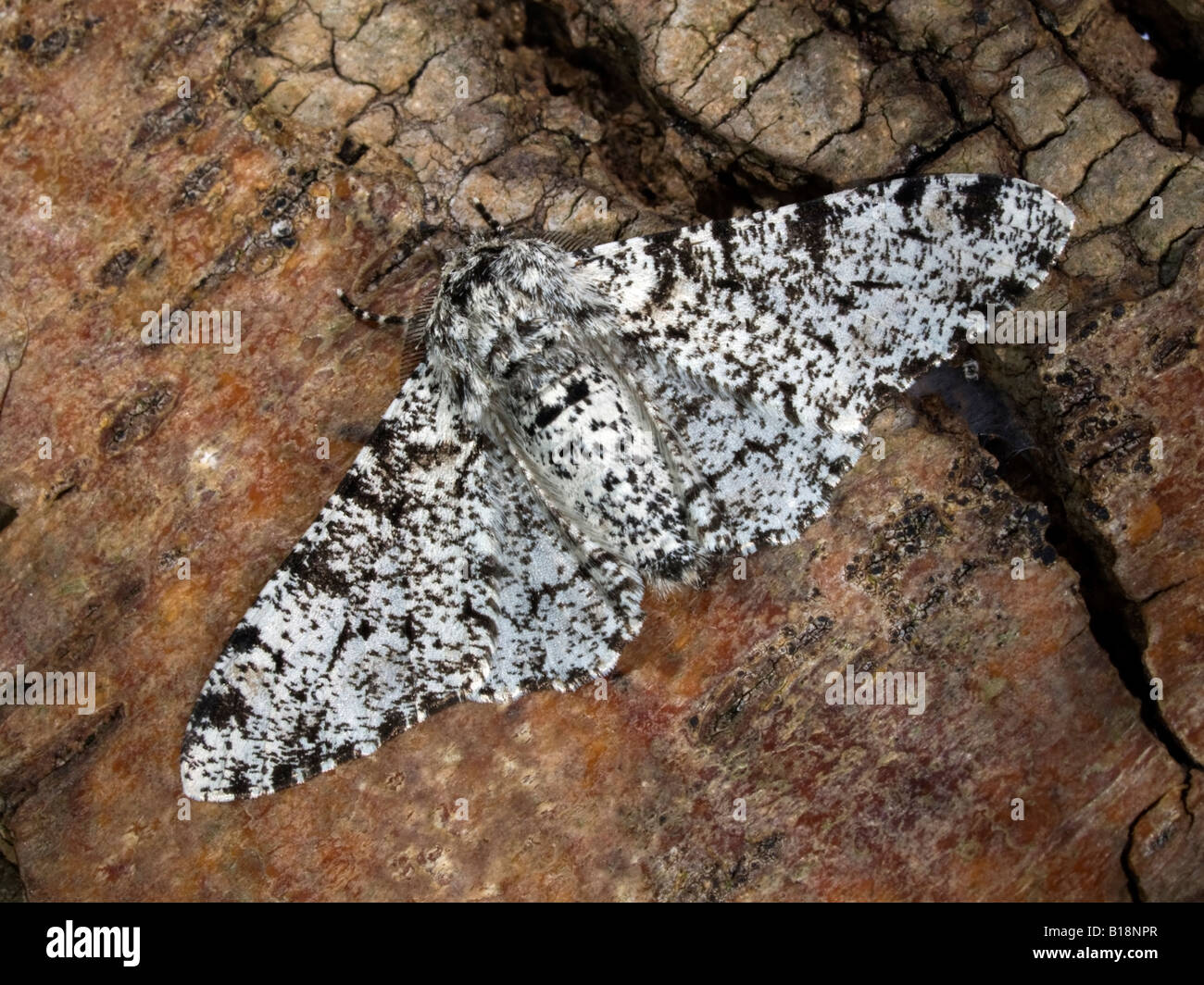 Peppered moth camouflage hi-res stock photography and images - Alamy