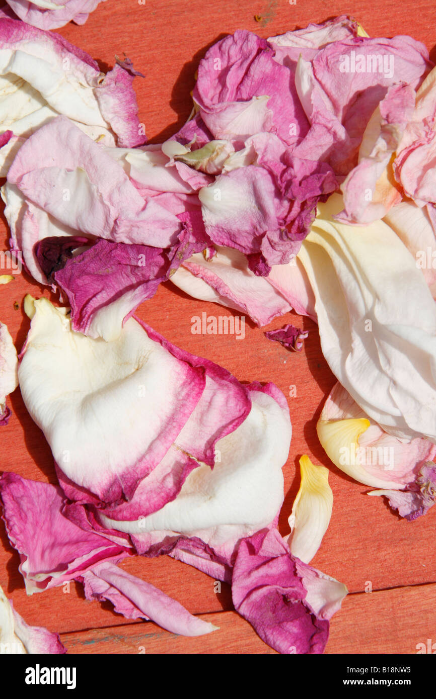 lots of colourful flower petals on garden table Stock Photo - Alamy