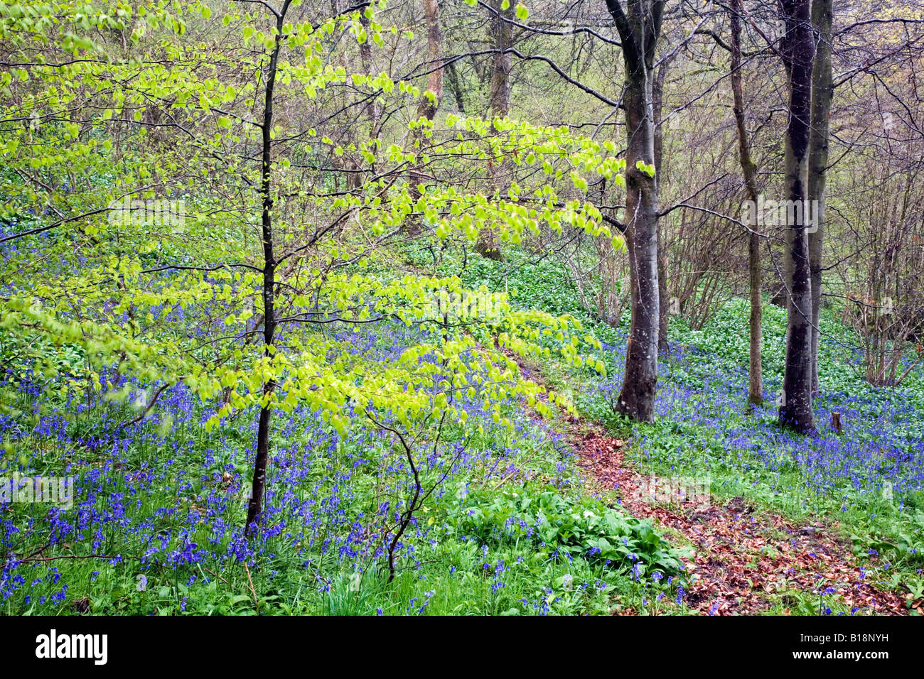 Beech tree sapling hi-res stock photography and images - Alamy