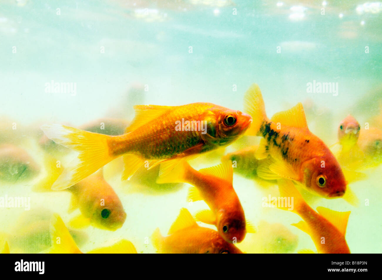 goldfish Kyoto Japan Stock Photo - Alamy