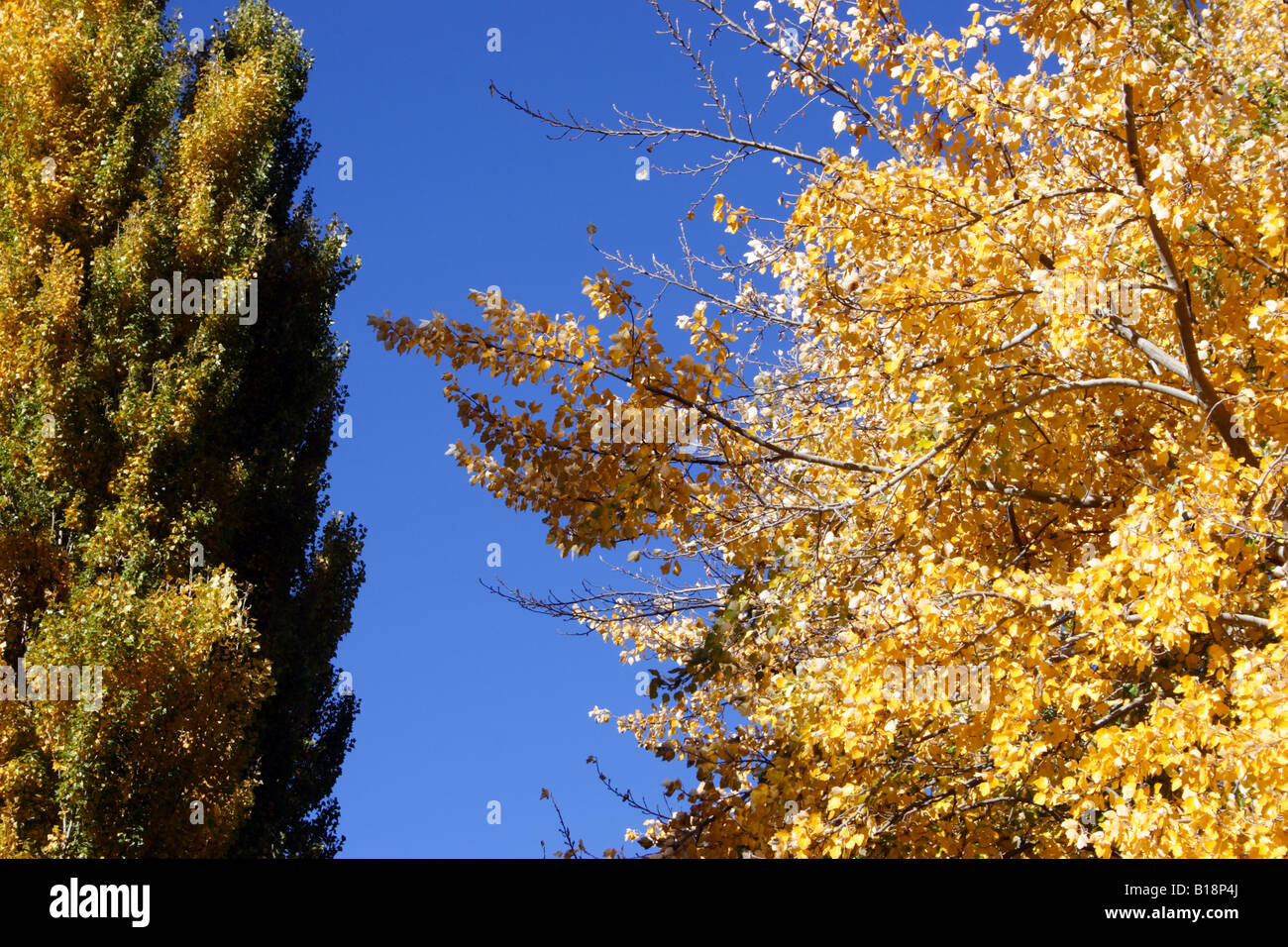 Fall of the alamo hi-res stock photography and images - Alamy