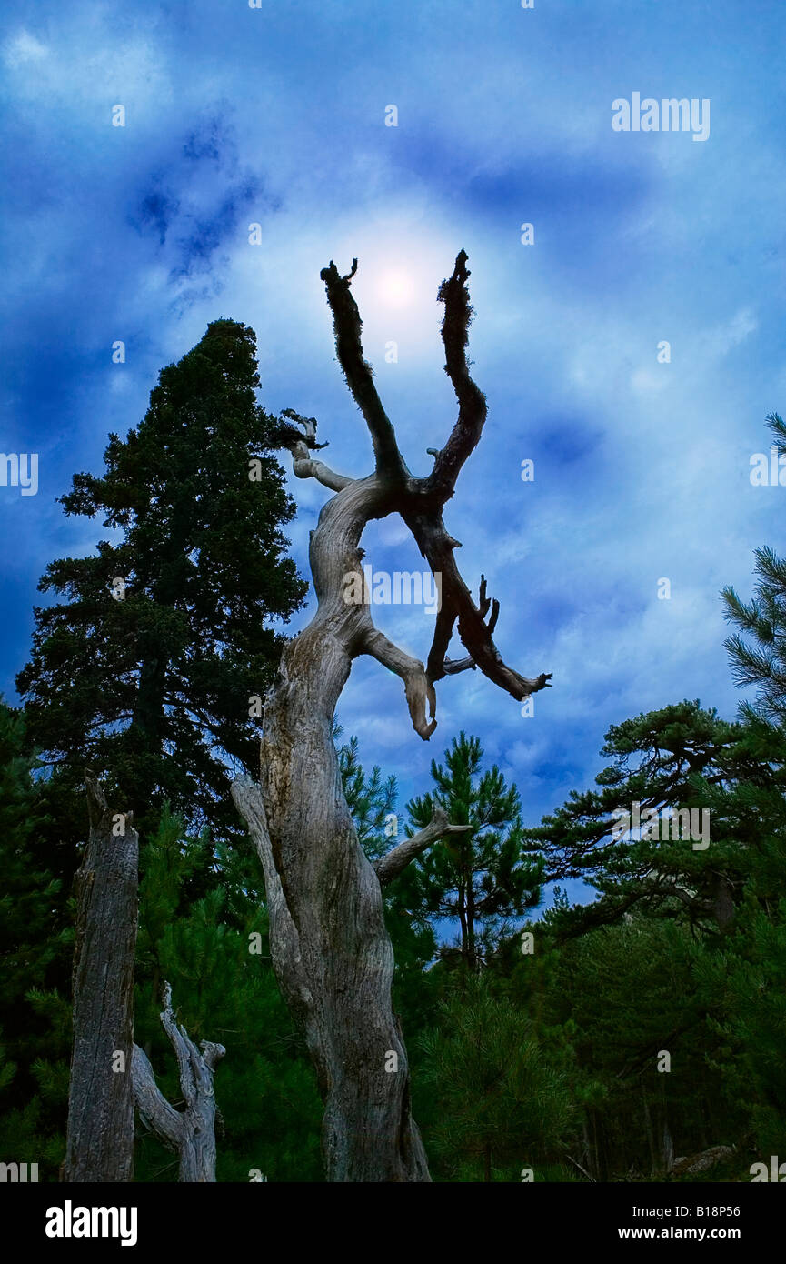 dead pine tree at dusk Stock Photo - Alamy
