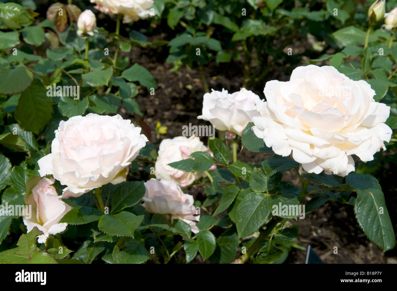 Rosa renaissance `Harzart` Stock Photo - Alamy