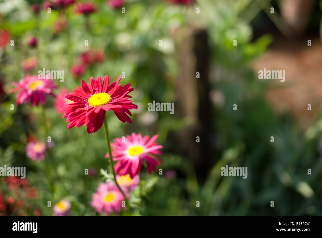 Red daisy flower Stock Photo - Alamy