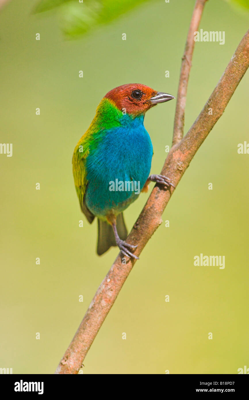 A Bay-headed Tanager (Tangara gyrola) in Costa Rica Stock Photo - Alamy
