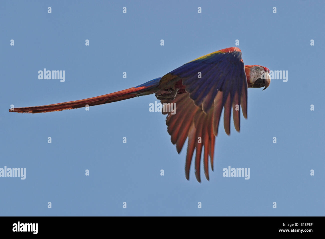 A Scarlet Macaw (Ara macao) flying in Costa Rica Stock Photo - Alamy
