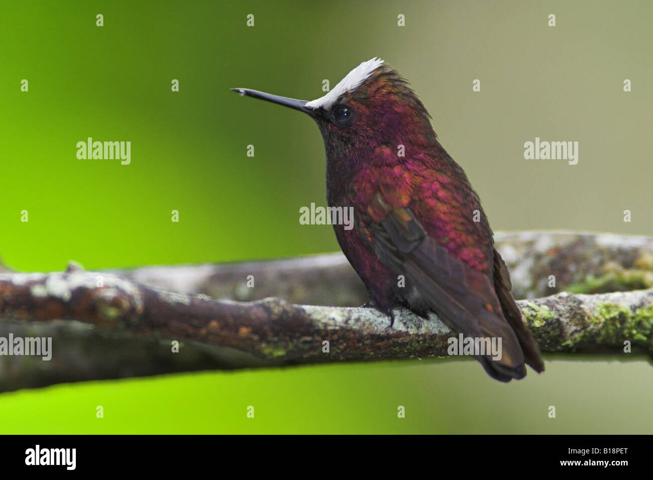 A Snowcap Hummingbird (Microchera albocoronata) in Costa Rica Stock ...