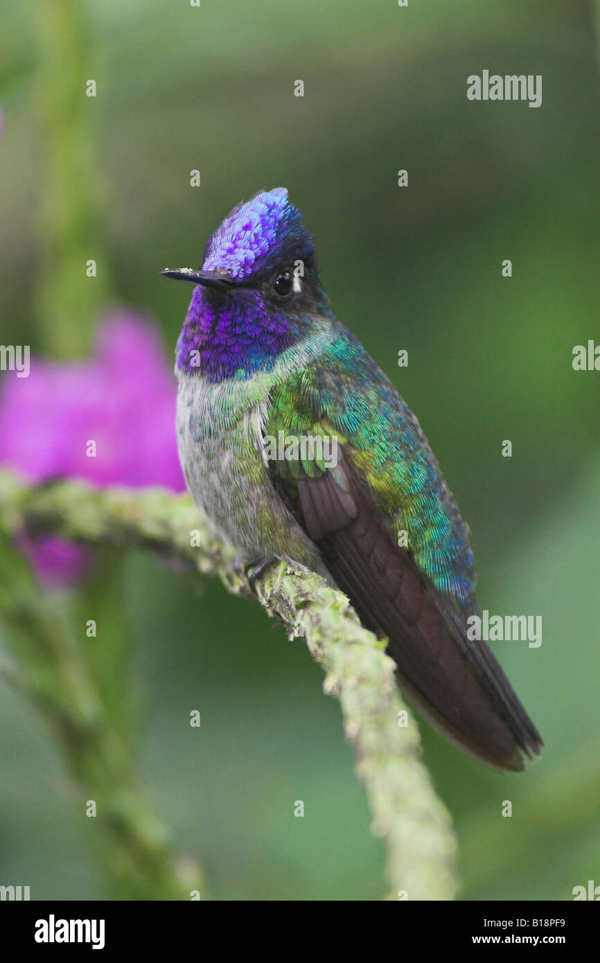 A male Violet-headed Hummingbird (Klais guimeti) in Costa Rica Stock ...