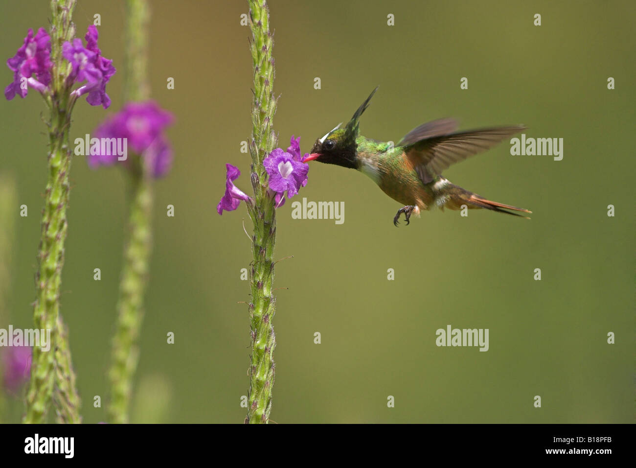 White crested coquette hummingbird hi-res stock photography and images ...