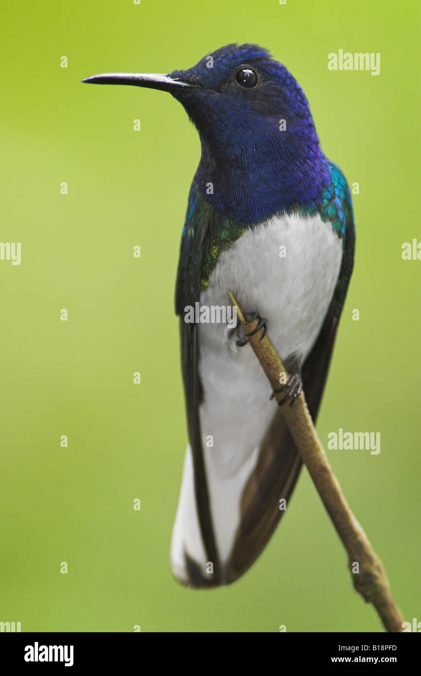 White necked jacobin hummin hi-res stock photography and images - Alamy