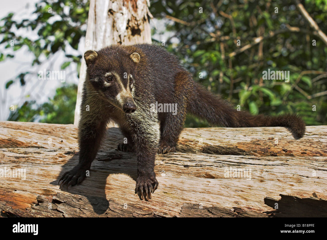 A White-nosed Coatimundi on a log in Costa Rica Stock Photo - Alamy