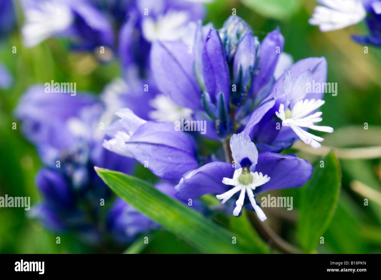 Chalk milkwort hi-res stock photography and images - Alamy