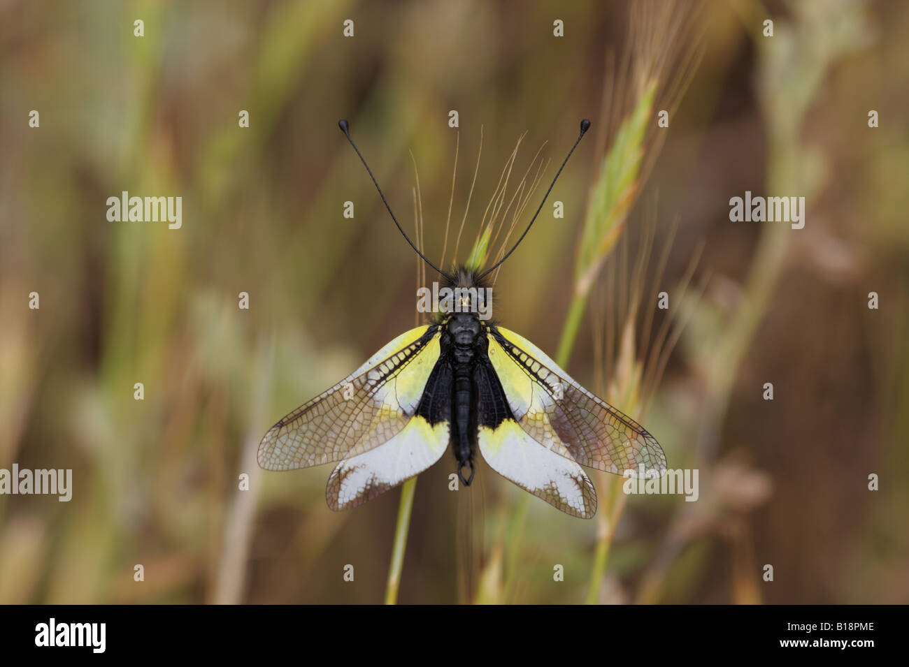 Ascalaphid hi-res stock photography and images - Alamy