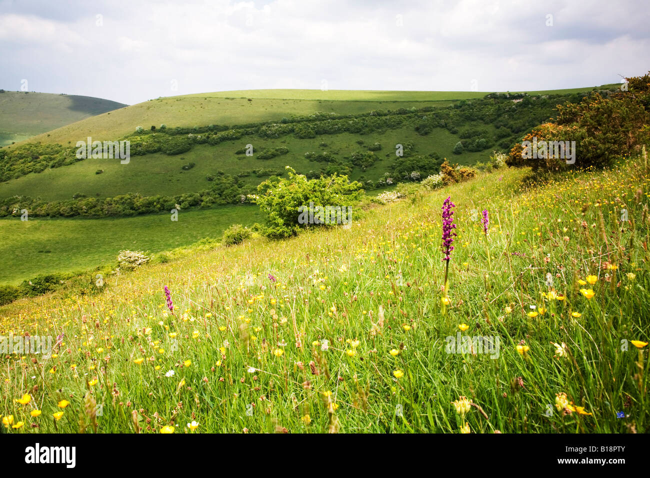 Wild flowers growing on the chalk downs of Dorset include early purple ...