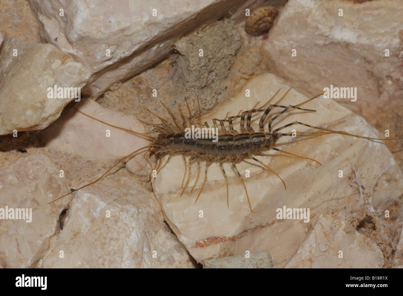 Centipede - Scutigera coleoptrata Stock Photo - Alamy