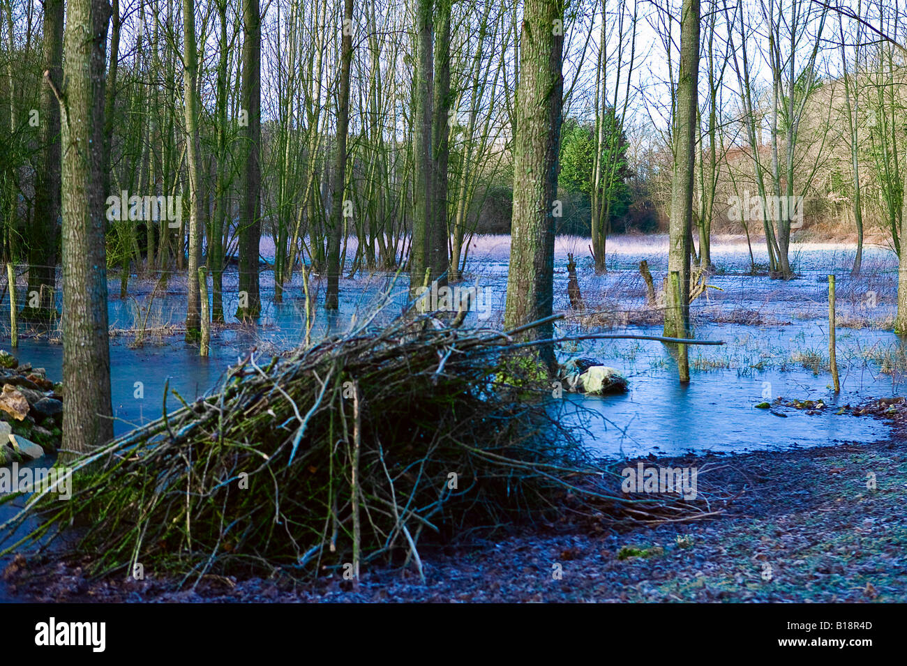 wood pile in flooded and icy forest of oaks Stock Photo - Alamy