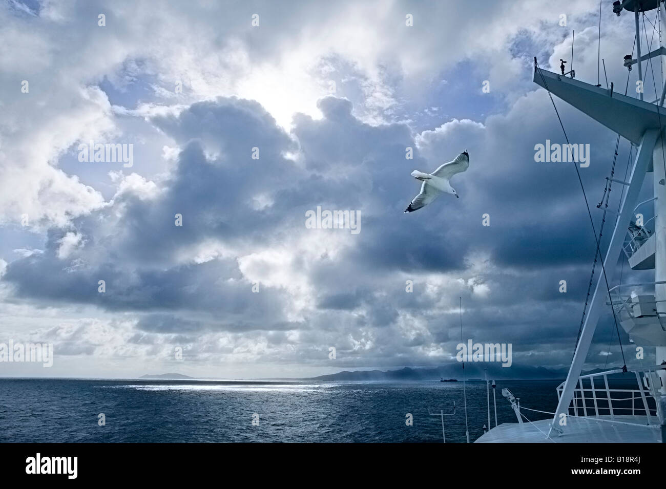 Lonesome seagull flying in Winter light on Gibraltar Straits Stock ...
