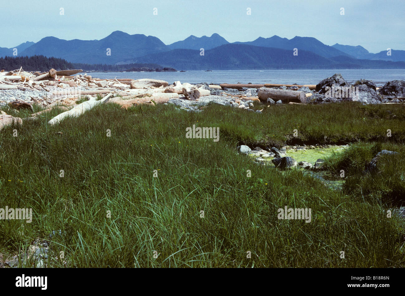 Grassy beach on the Brooks Peninsula. Vancouver Island, British ...