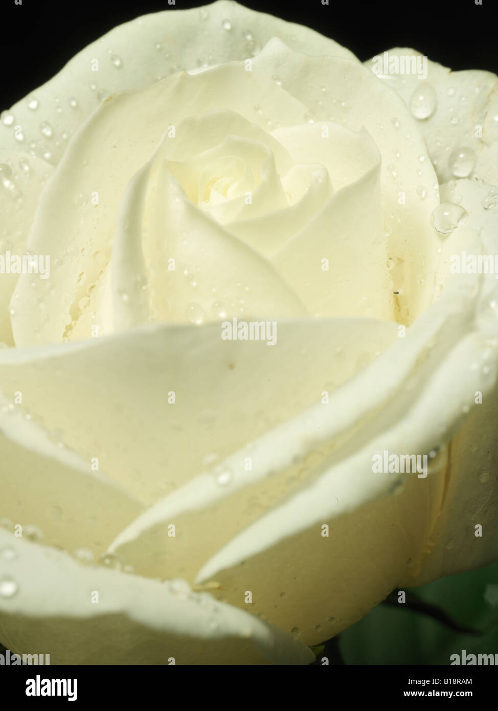 Simple single rose hi-res stock photography and images - Alamy
