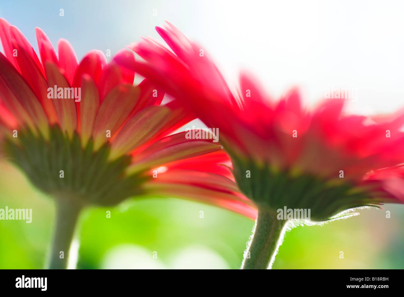 Designpics hi-res stock photography and images - Alamy