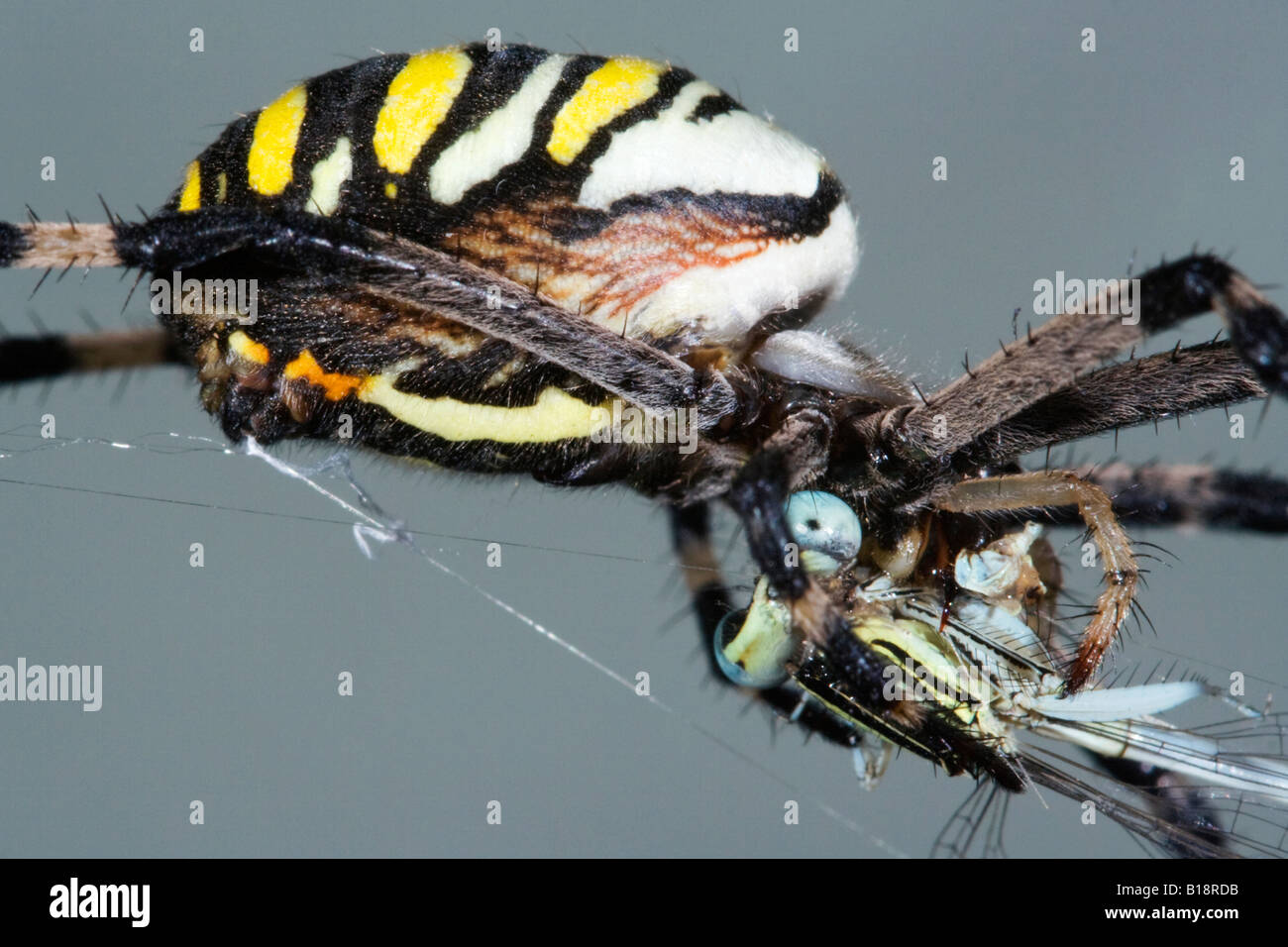 Wasp spider eating damselfly Stock Photo - Alamy