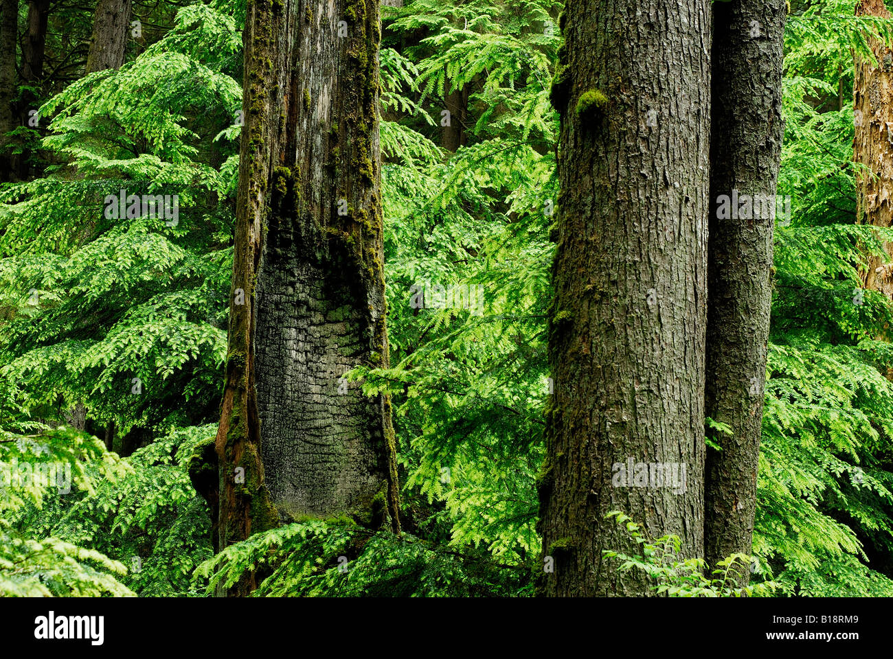 West coast forest landscape. Vancouver, British Columbia, Canada Stock ...