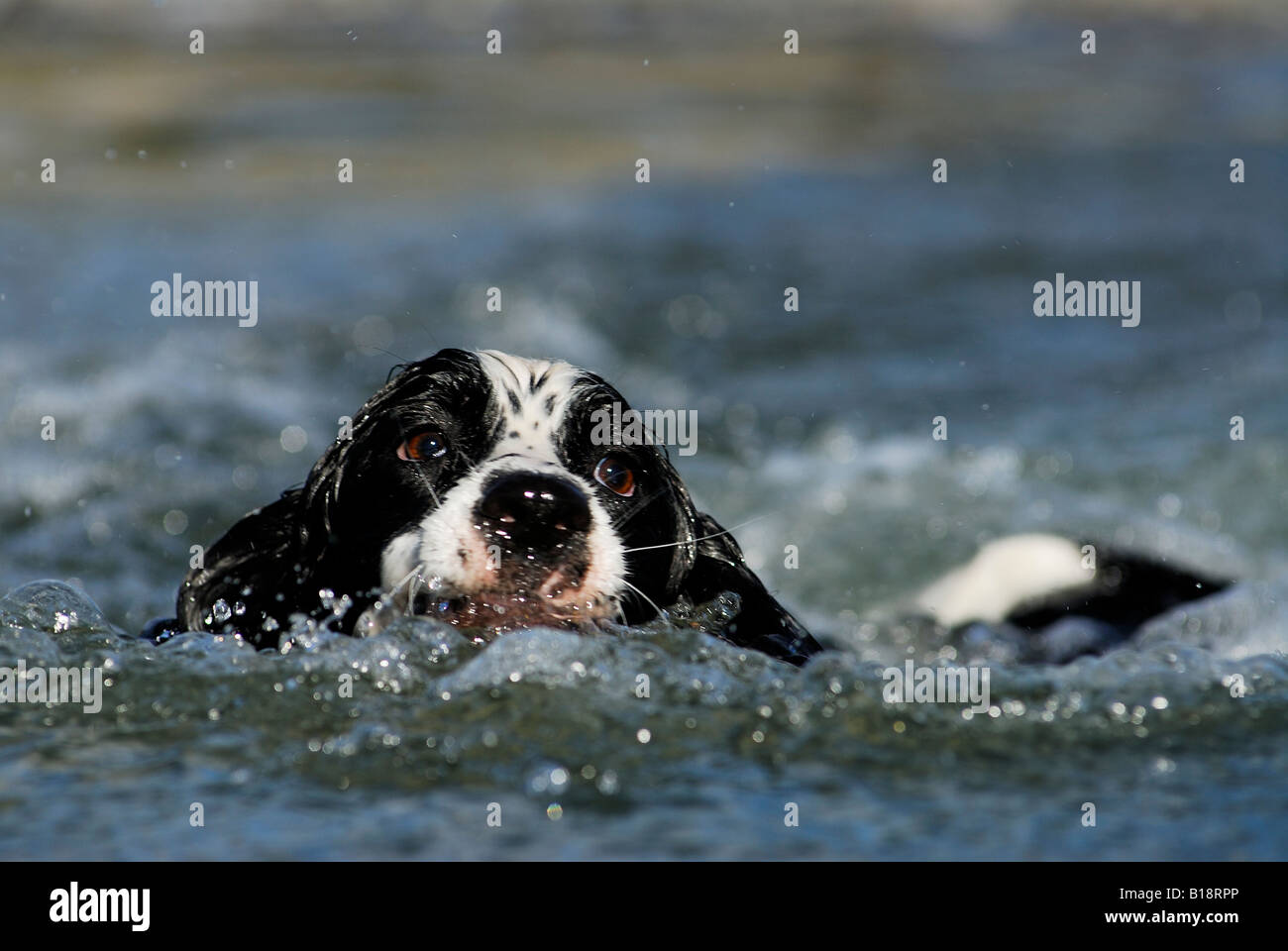 Springer Spaniel swimming in Felker Lake, near Williams Lake, British ...