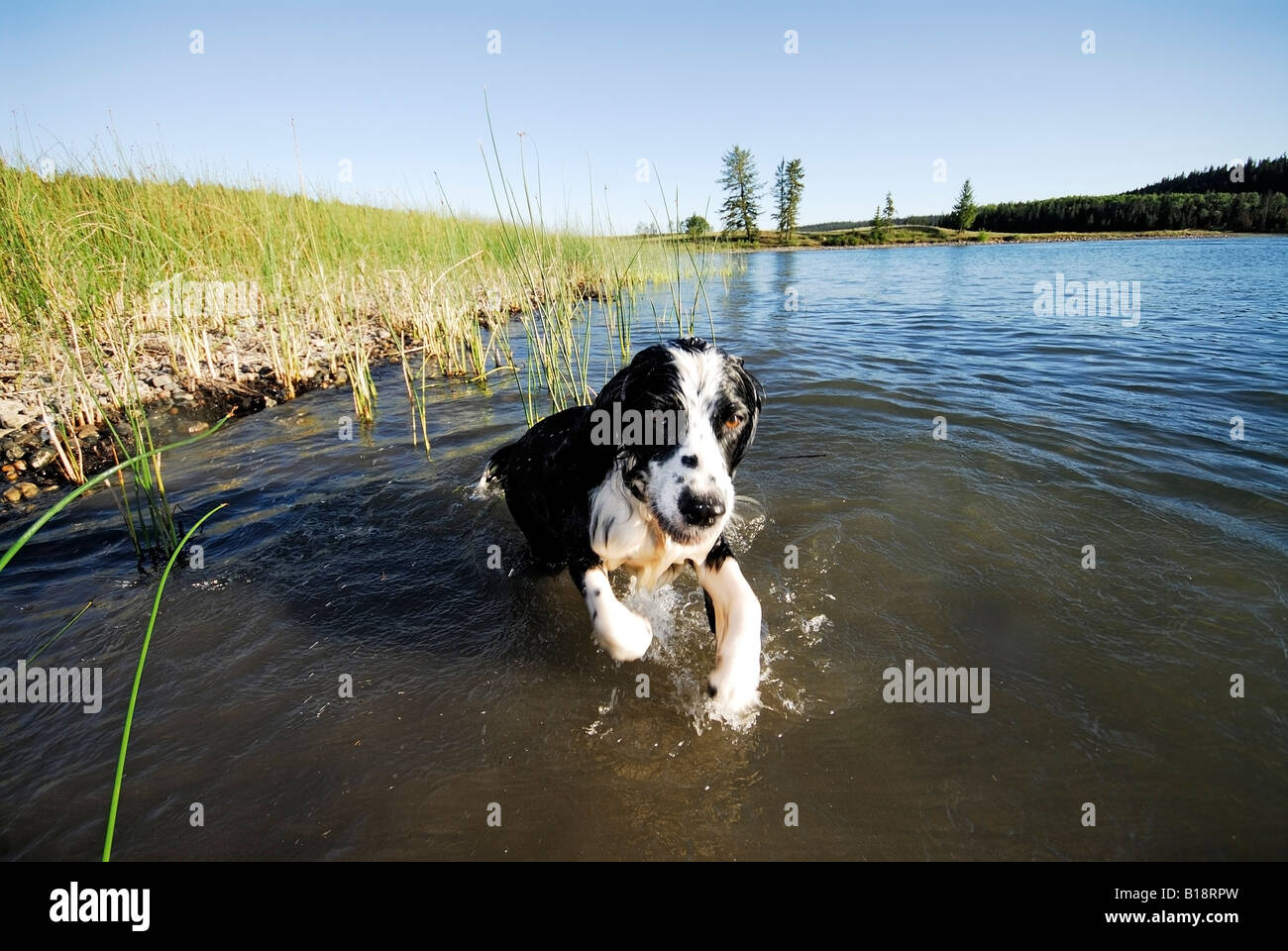 Springer Spaniel swimming in Felker Lake, near Williams Lake, British ...