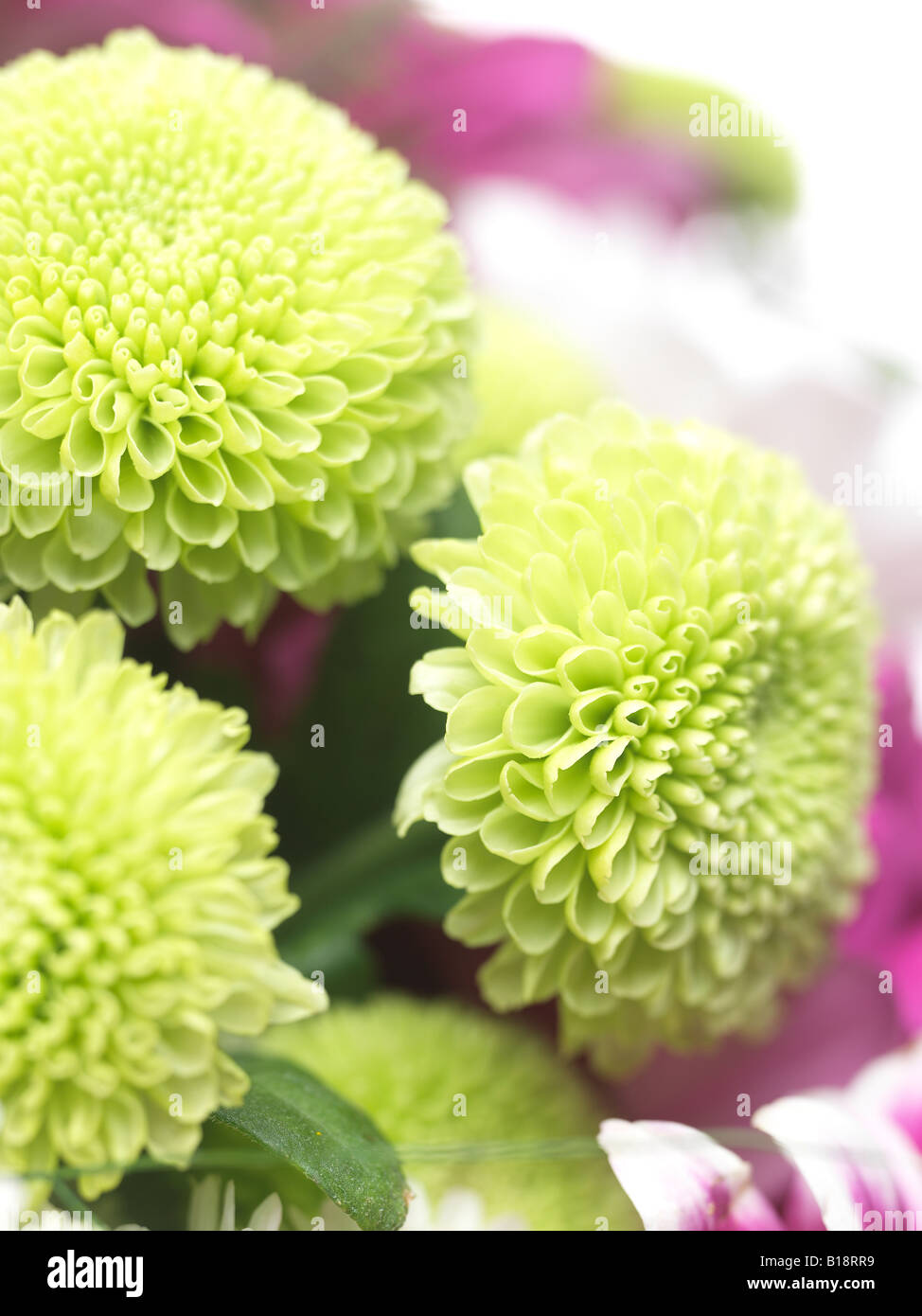 Large chrysanthemums hi-res stock photography and images - Alamy