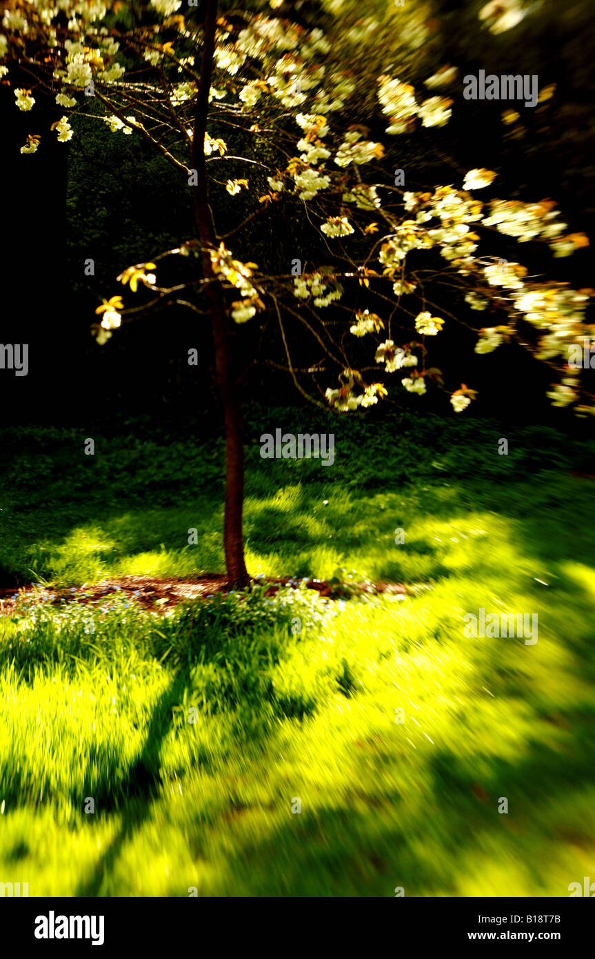 Batsford Arboretum at spring Stock Photo - Alamy