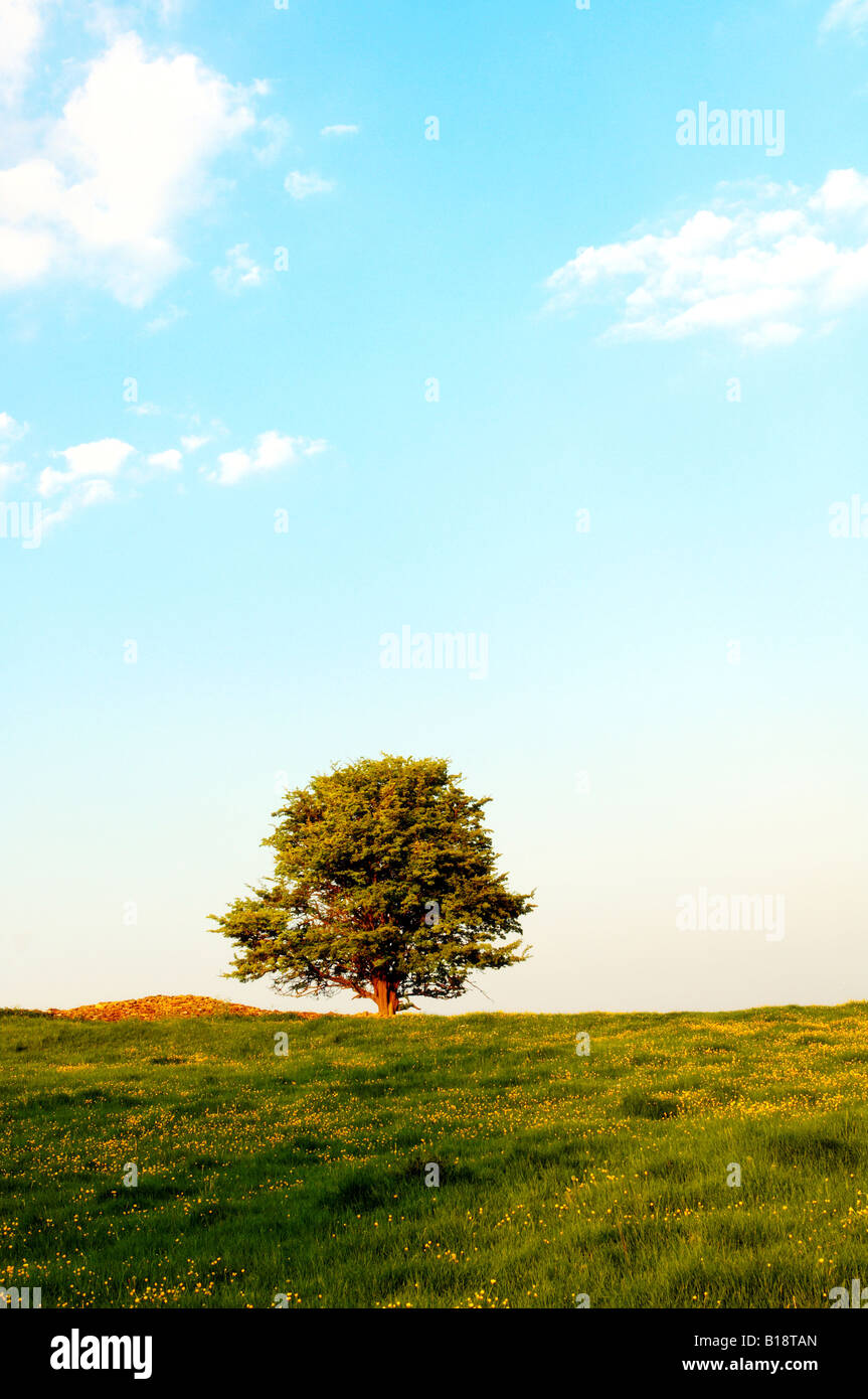 Lone tree in a field near Burford Stock Photo - Alamy