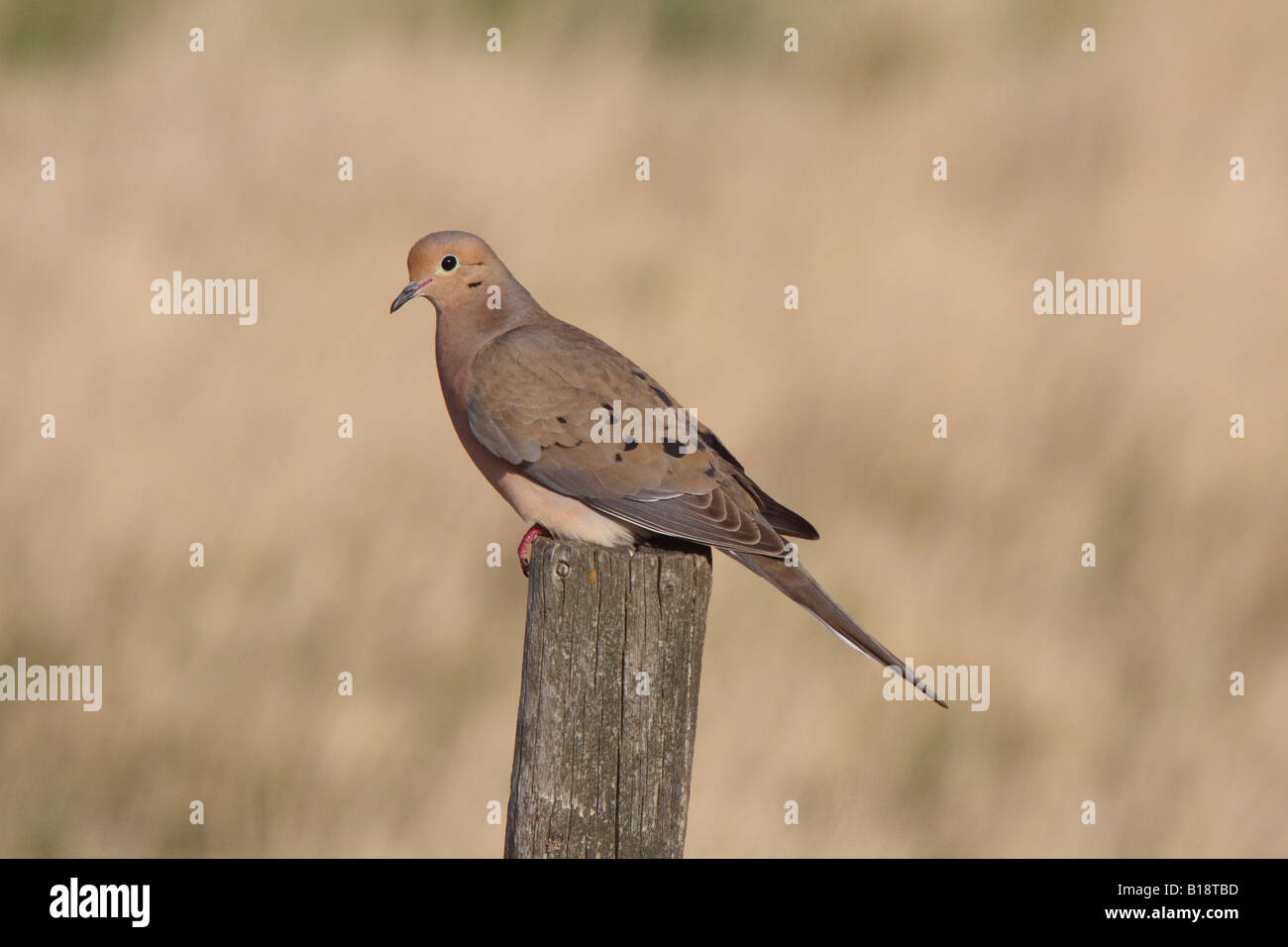 Mourning Dove perched on fence post Stock Photo - Alamy