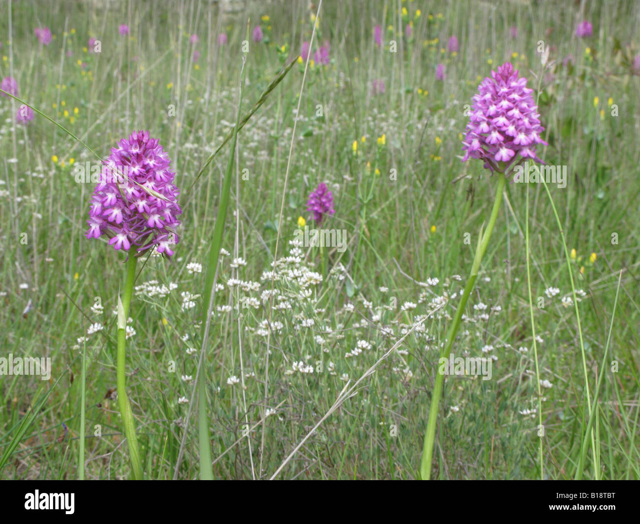 Anthophyta hi-res stock photography and images - Alamy