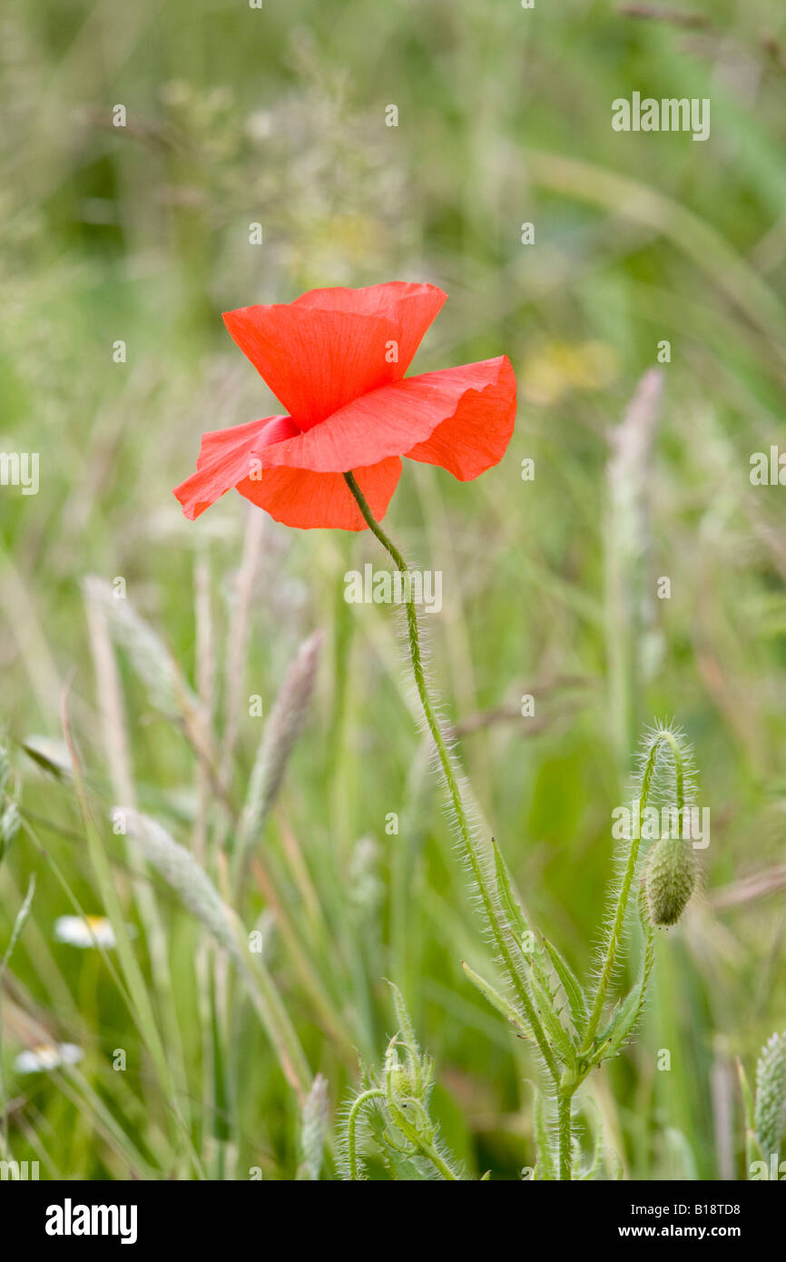 Common Poppy Papaver rhoeas Kent UK summer Stock Photo - Alamy