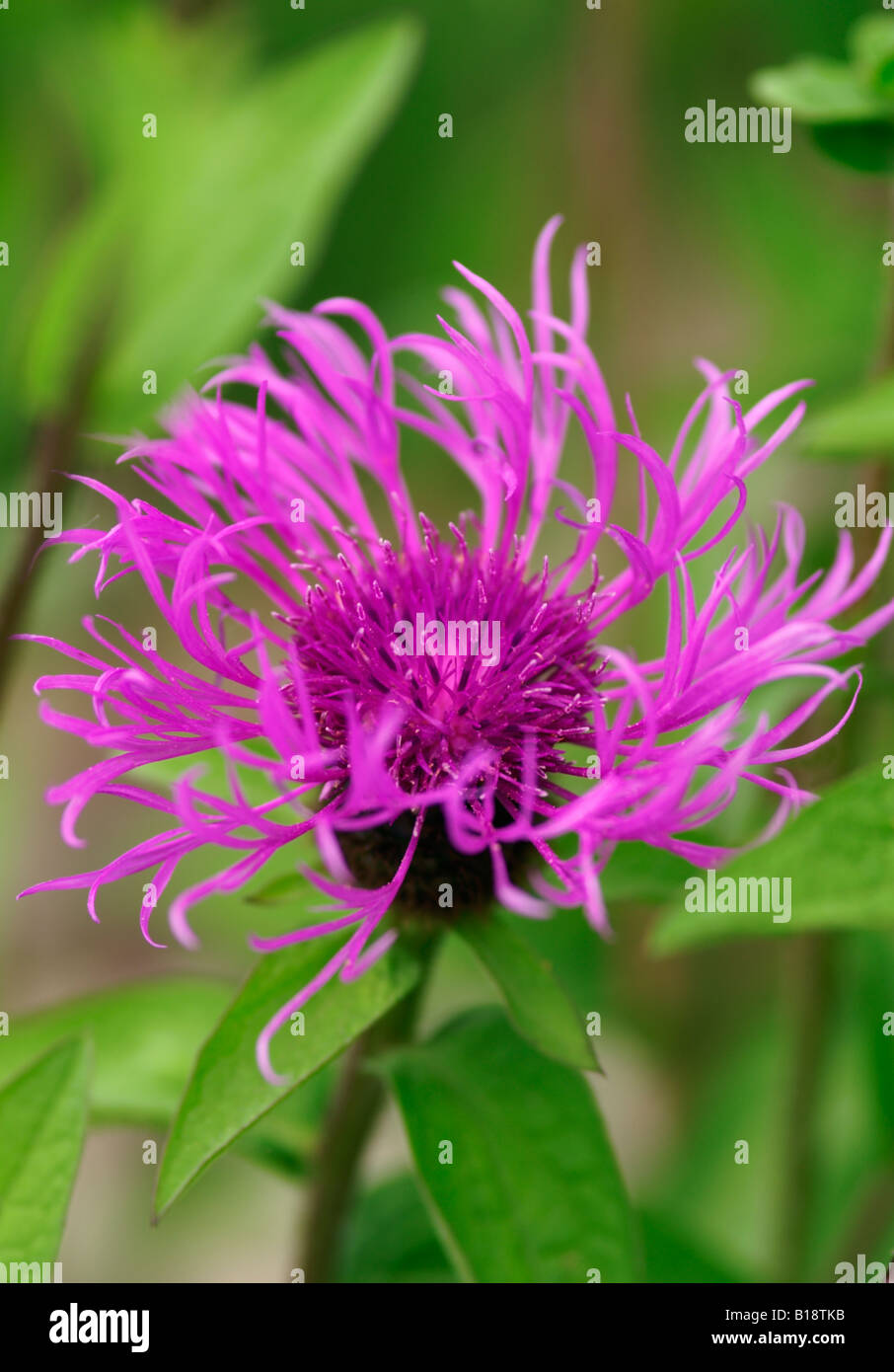 Knapweed hi-res stock photography and images - Alamy